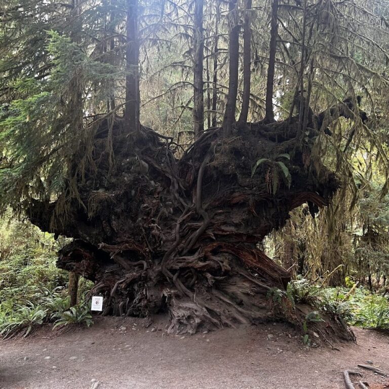 Hoh Rain Forest: Hall of Mosses and Spruce Nature Trail Guide
